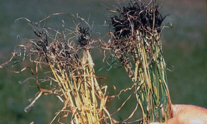 Root Rot: How To Identify, Treat & Prevent It - Epic Gardening