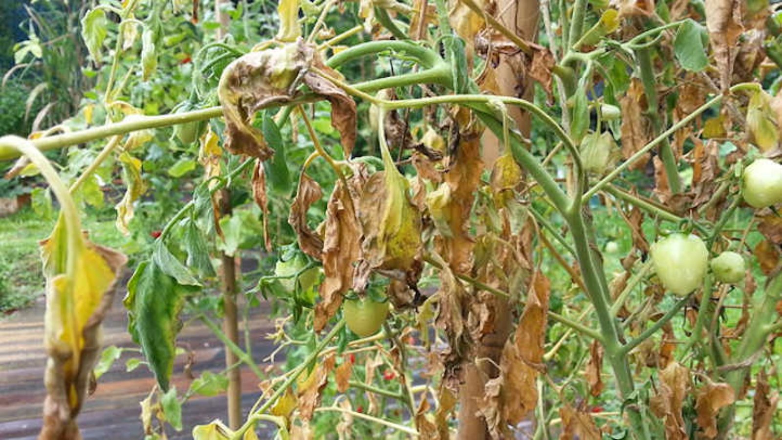Root Rot: How To Identify, Treat & Prevent It - Epic Gardening