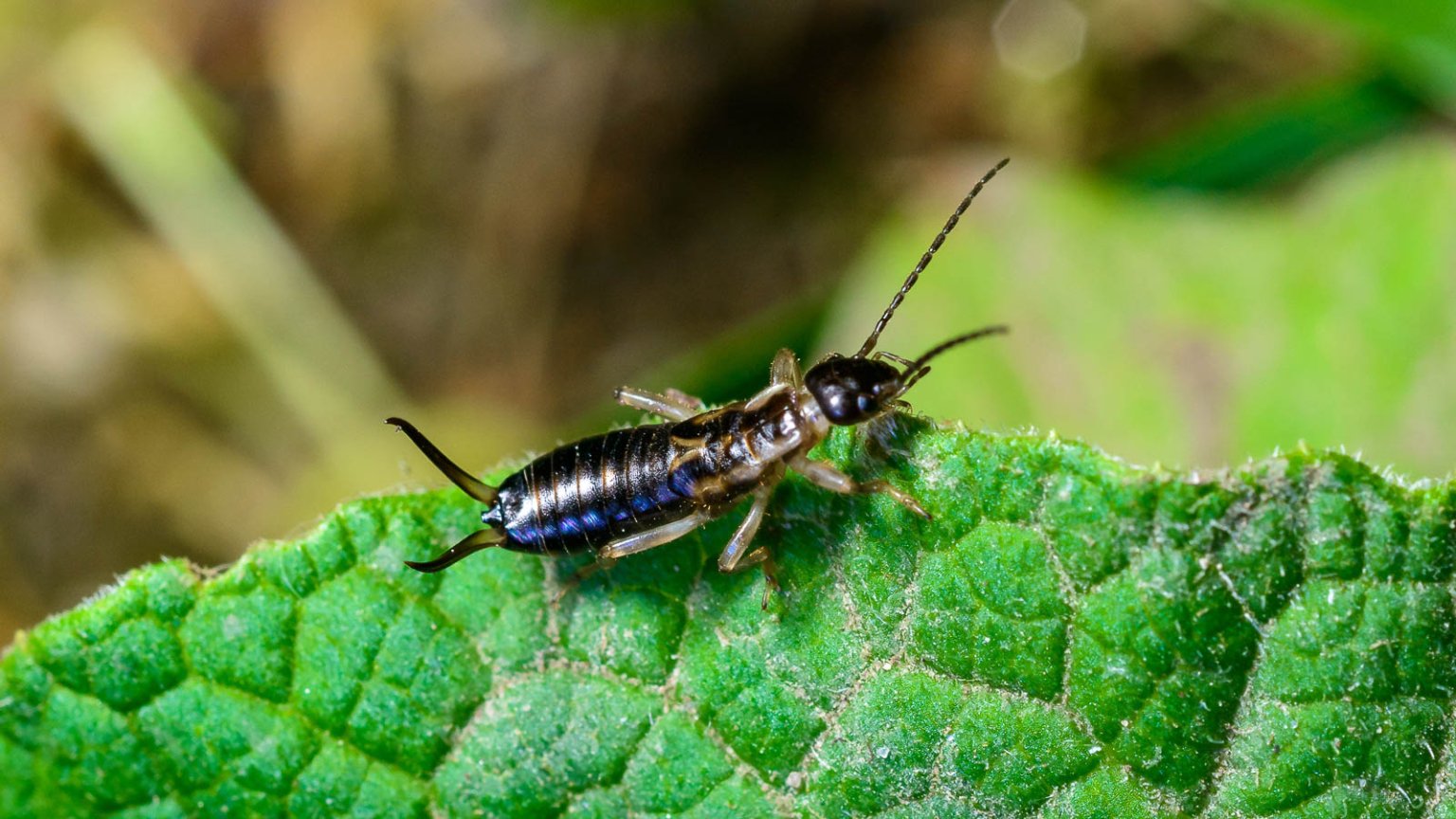 How To Identify and Get Rid Of Earwigs