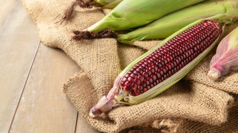 5 Types Of Corn And How to Use Them - Epic Gardening