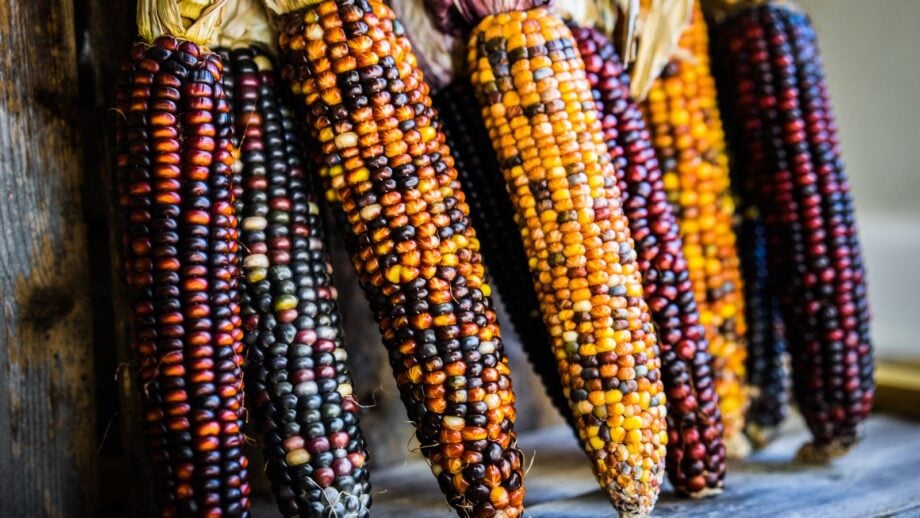 5 Types Of Corn And How to Use Them - Epic Gardening
