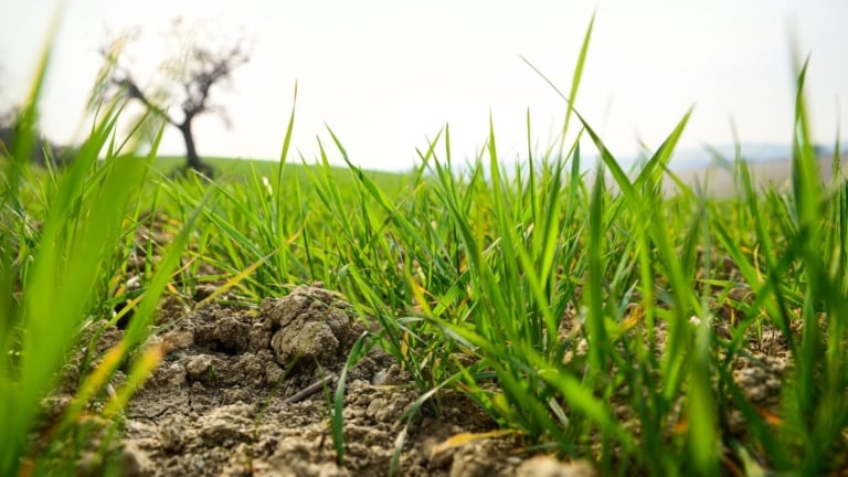 How to Amend and Improve Silty Soil