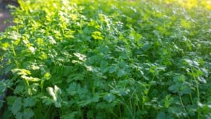 How to Plant, Grow, and Care for Cilantro