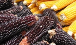 17 Types Of Corn And Why We Love Them All - Epic Gardening
