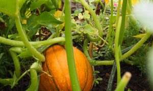 How To Grow Pumpkins For Perfect Pies - Epic Gardening