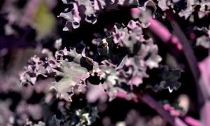 9 Kale Varieties You'll Want To Grow - Epic Gardening