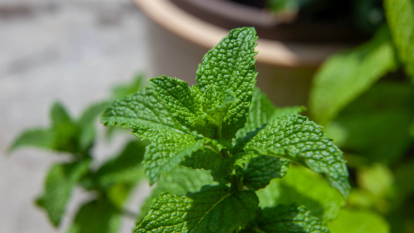 How to Plant, Grow, and Care for Mint