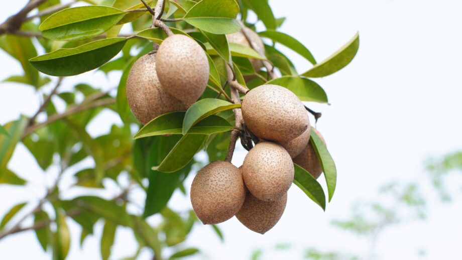 How to Plant, Grow, and Care for Mamey Sapote