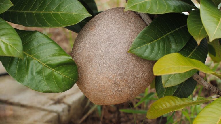 How to Plant, Grow, and Care for Mamey Sapote