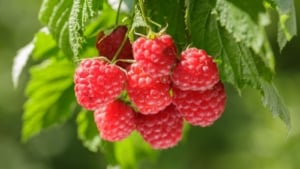 Raspberry Raised Bed Tips: Getting Things Growing - Epic Gardening