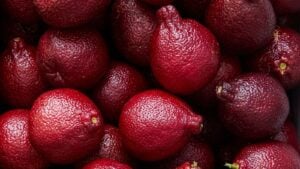 10 Best Lime Tree Varieties for Home Gardens