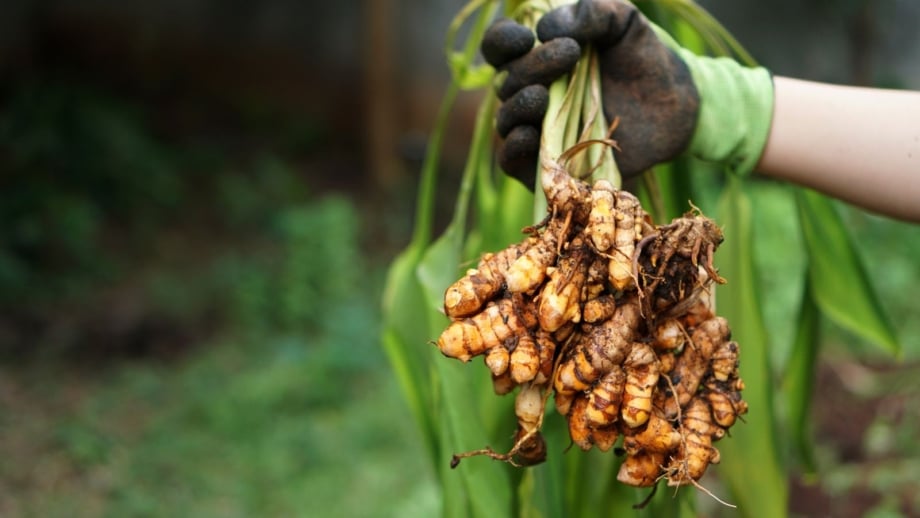 How To Plant, Grow, and Care for Turmeric Root