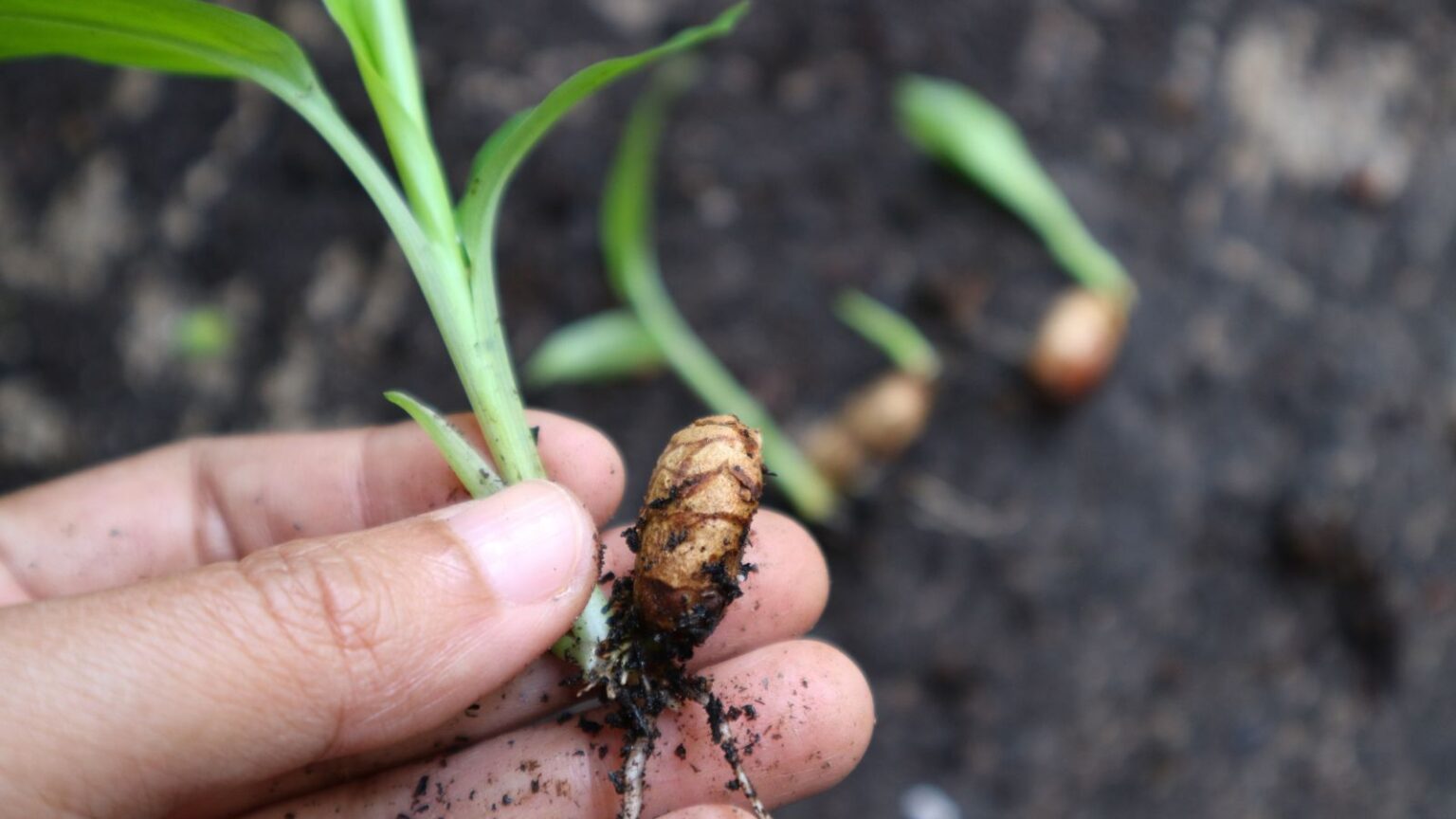 How To Plant, Grow, and Care for Turmeric Root