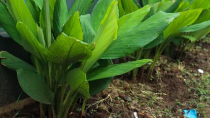 How To Plant, Grow, and Care for Turmeric Root