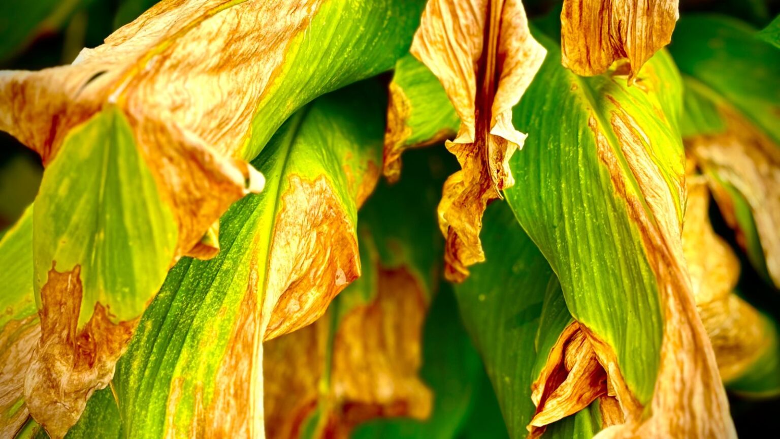 How To Plant, Grow, and Care for Turmeric Root