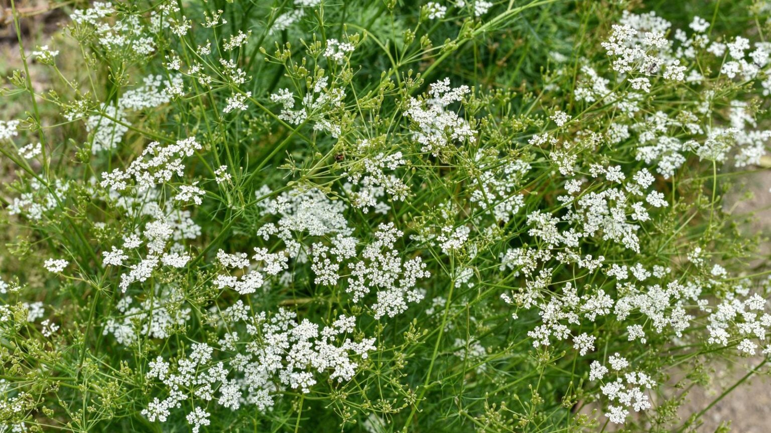 How to Plant, Grow, and Care for Cumin