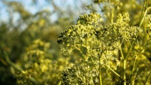 How to Plant, Grow, and Care for Cumin
