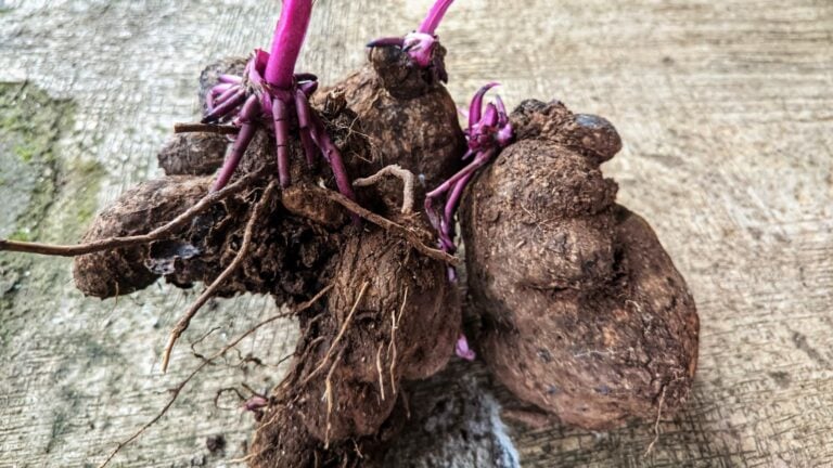 How to Plant, Grow, and Care for Ube