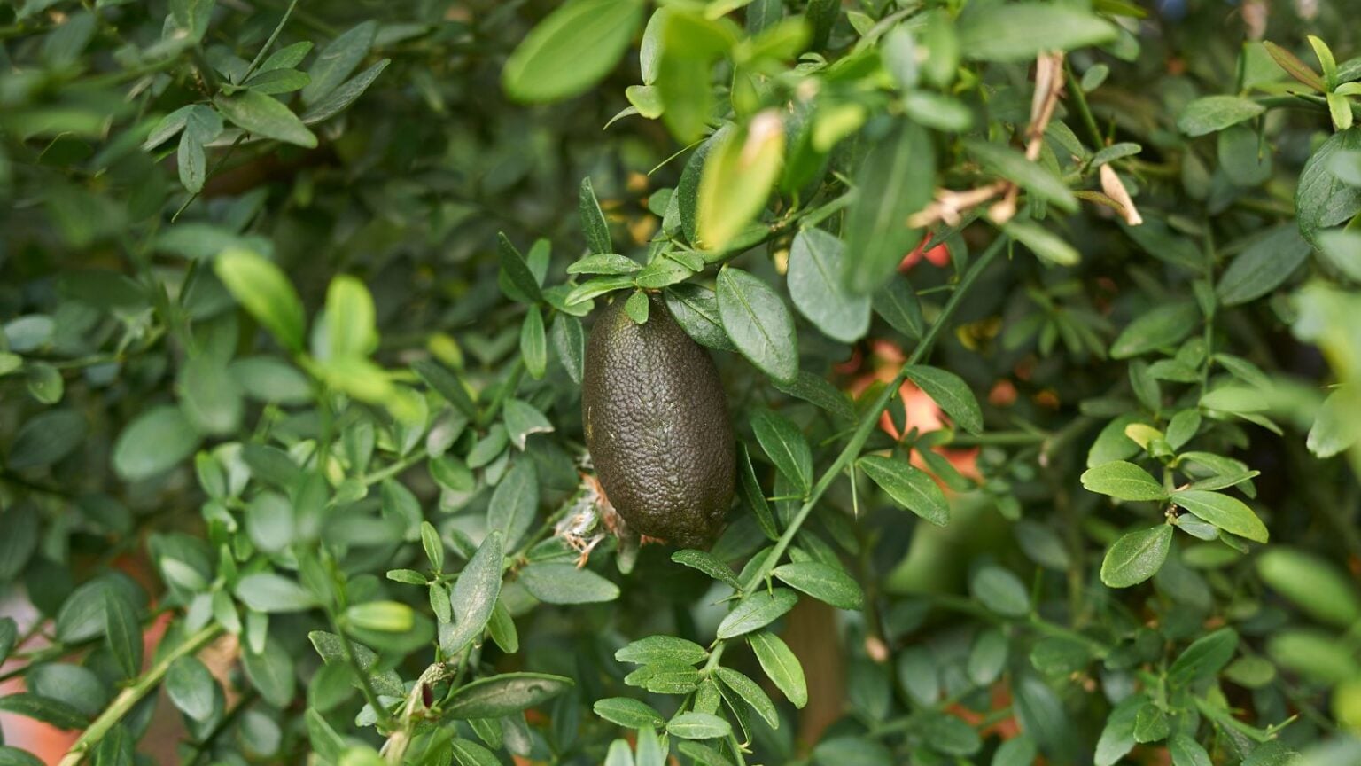 10 Best Lime Tree Varieties for Home Gardens