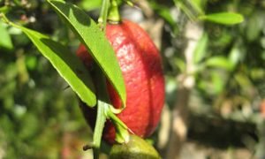 10 Lime Tree Varieties You Should Consider - Epic Gardening