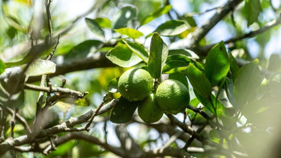 10 Best Lime Tree Varieties for Home Gardens
