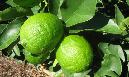 10 Lime Tree Varieties You Should Consider - Epic Gardening
