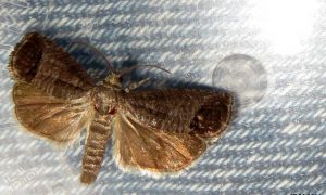 Codling Moth: Avoiding Fruit Worms In Your Trees - Epic Gardening