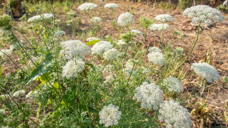 How to Plant, Grow, and Care for Cumin