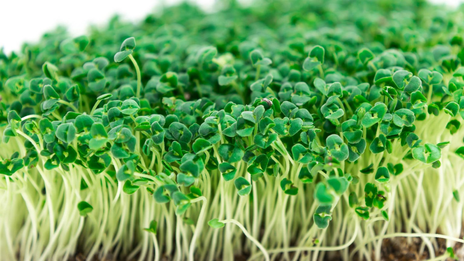 How To Grow Chia Microgreens In 5 Easy Steps