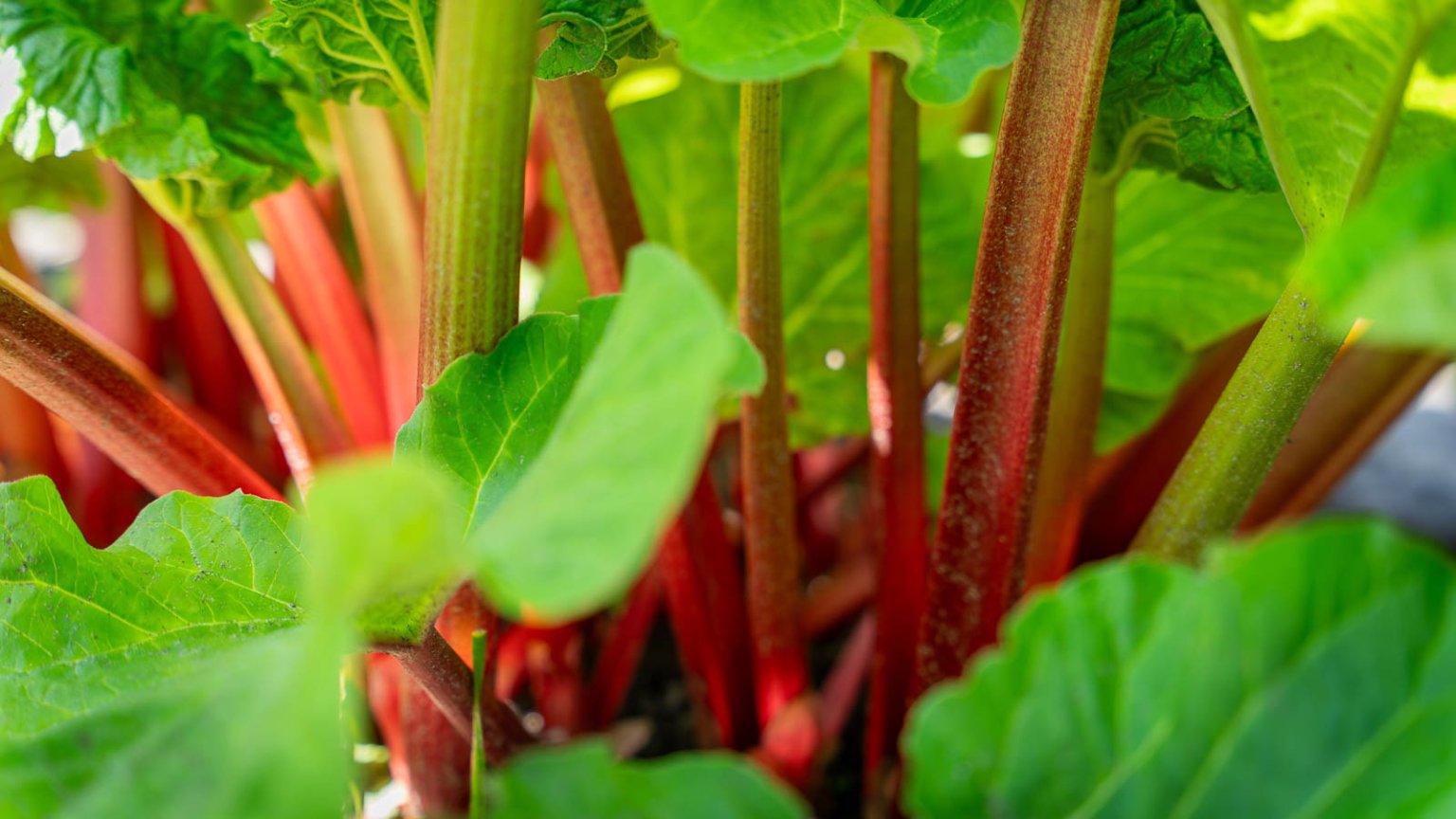 How to Plant, Grow, and Care for Rhubarb