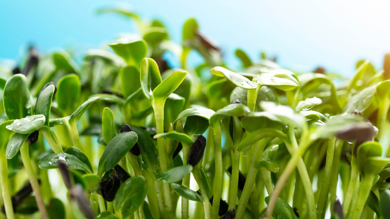 How to Grow Sunflower Microgreens in 6 Easy Steps