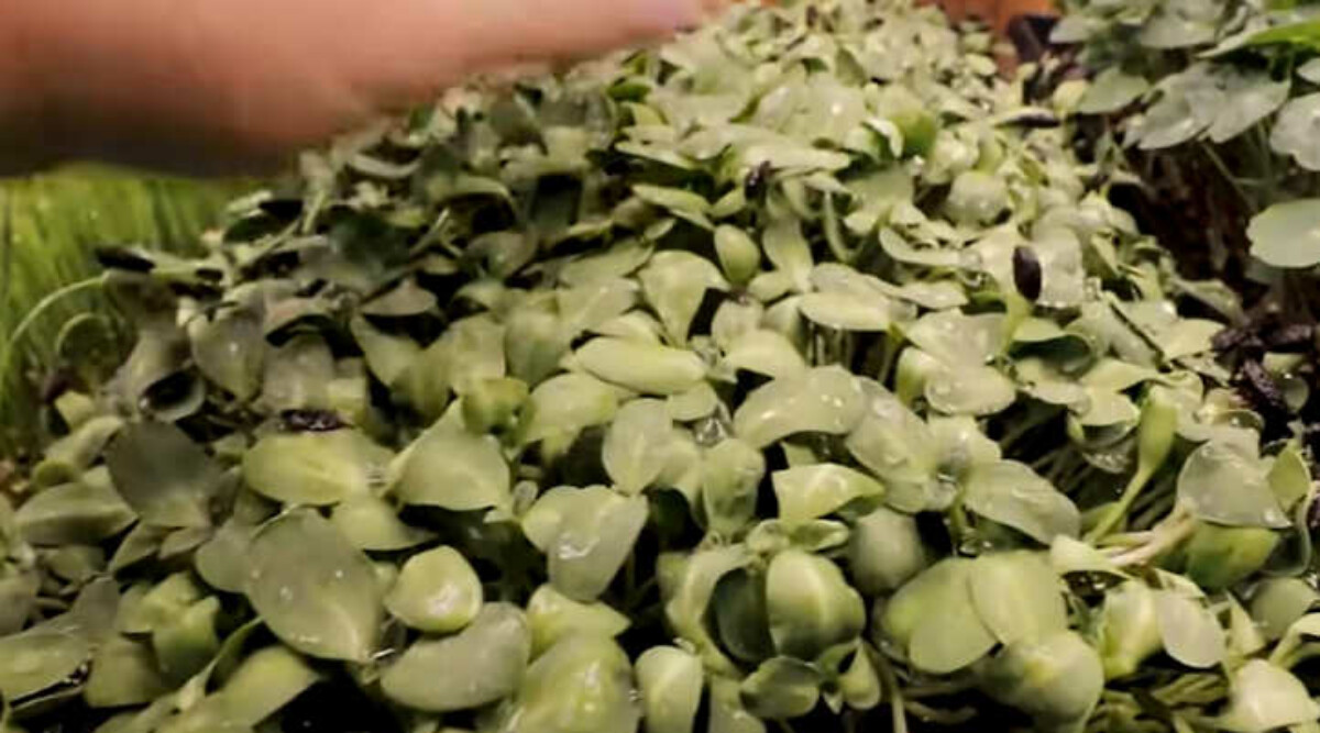 How to Grow Sunflower Microgreens in 6 Easy Steps