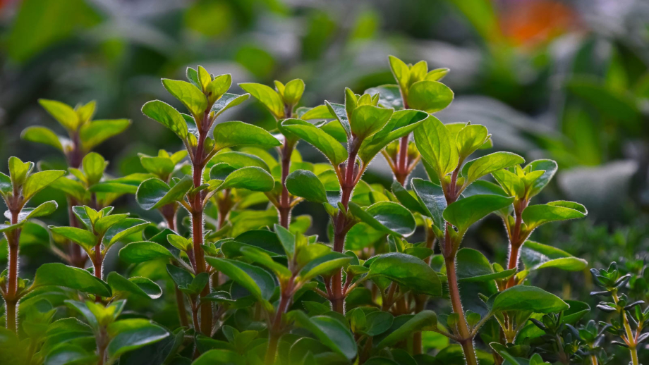 How to Plant, Grow, and Care for Marjoram