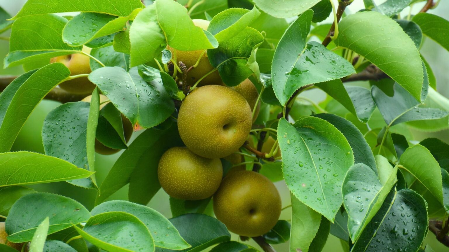 How to Plant, Grow, and Care for Asian Pear Trees