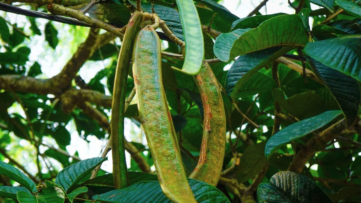How to Plant, Grow, and Care for Ice Cream Bean