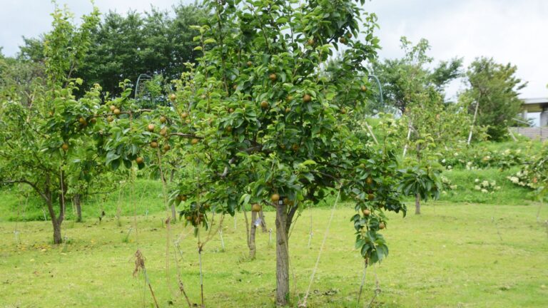 How to Plant, Grow, and Care for Asian Pear Trees