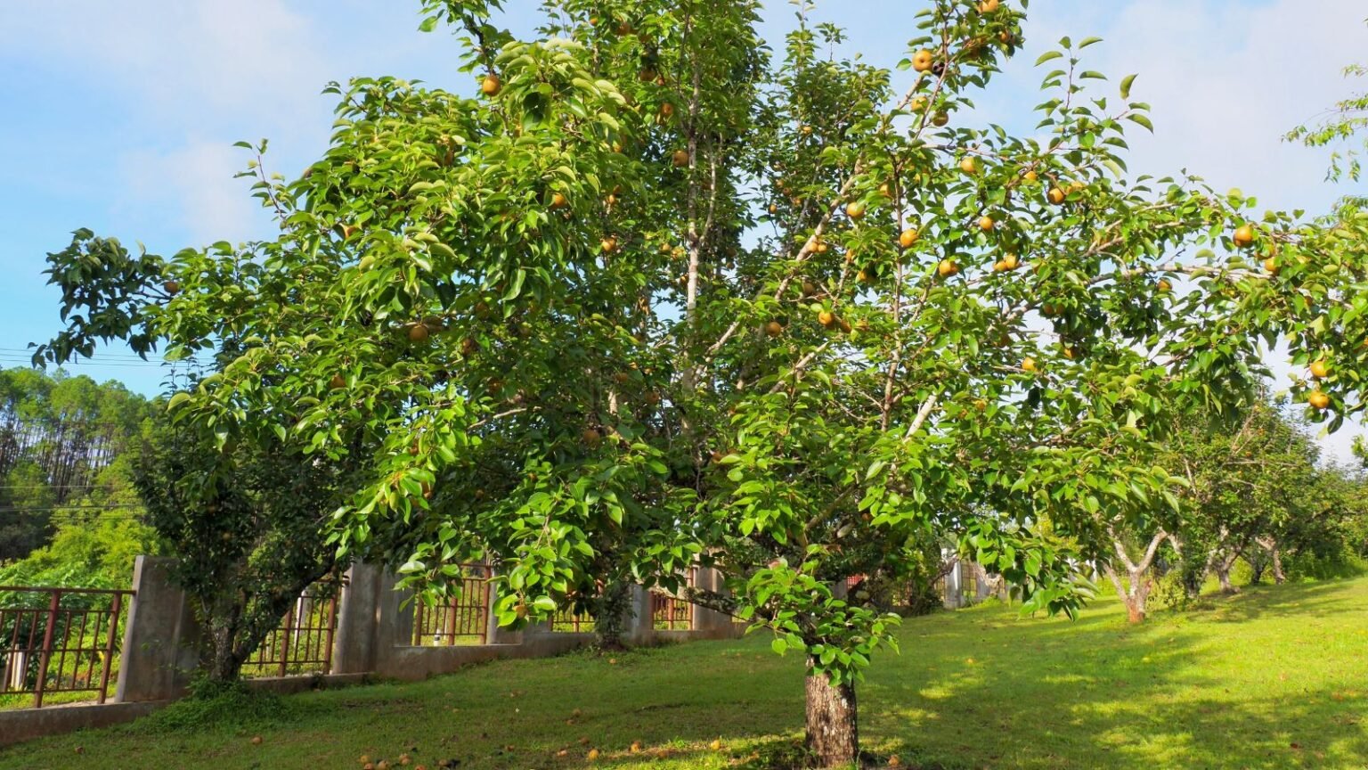 How to Plant, Grow, and Care for Asian Pear Trees