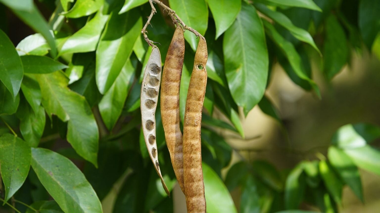How to Plant, Grow, and Care for Ice Cream Bean