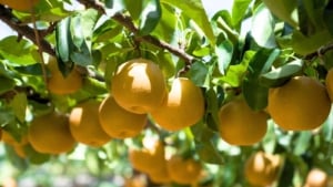 How to Plant, Grow, and Care for Asian Pear Trees