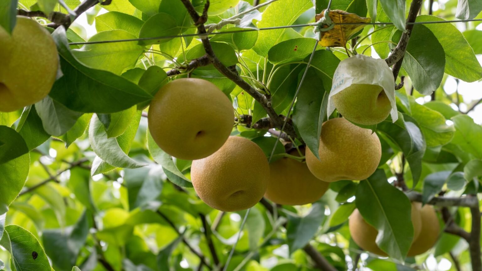 How to Plant, Grow, and Care for Asian Pear Trees