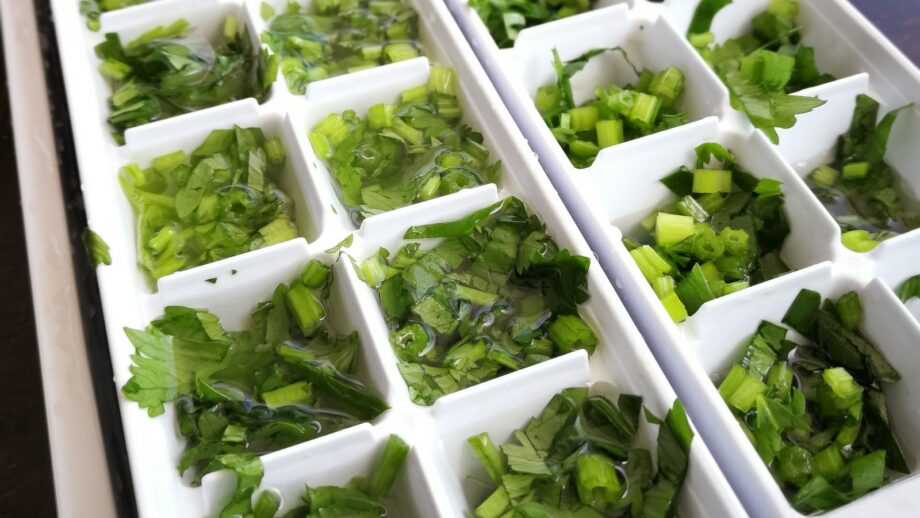 How to Harvest, Store, and Preserve Cilantro