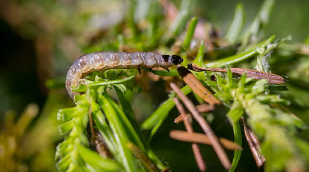 How to Identify and Control Spruce Budworm