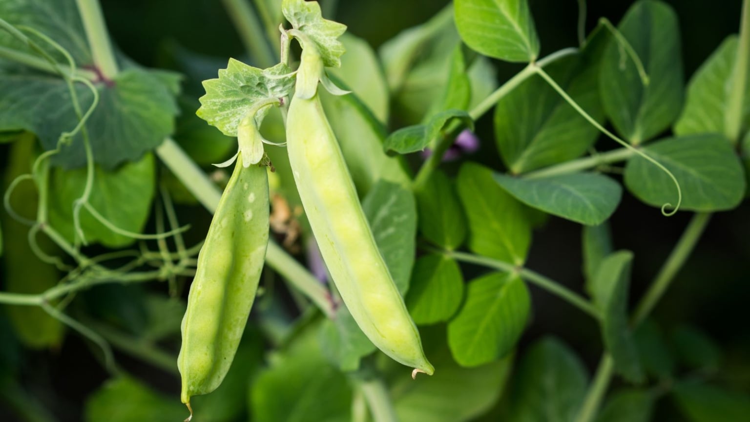 How to Plant, Grow, and Care for Snow Peas