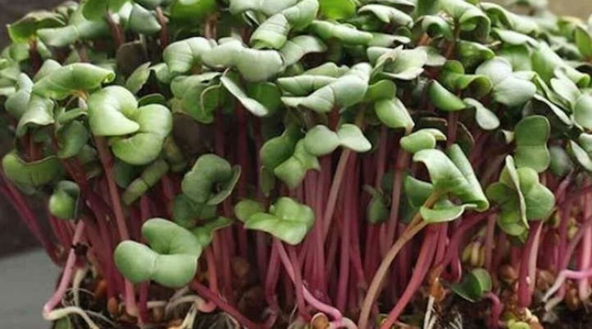 How to Grow Radish Microgreens in 5 Easy Steps