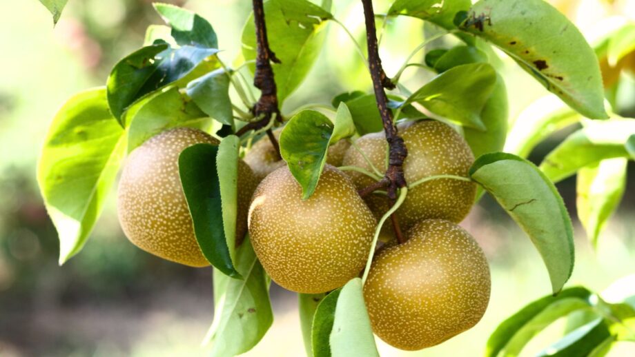 How to Plant, Grow, and Care for Asian Pear Trees