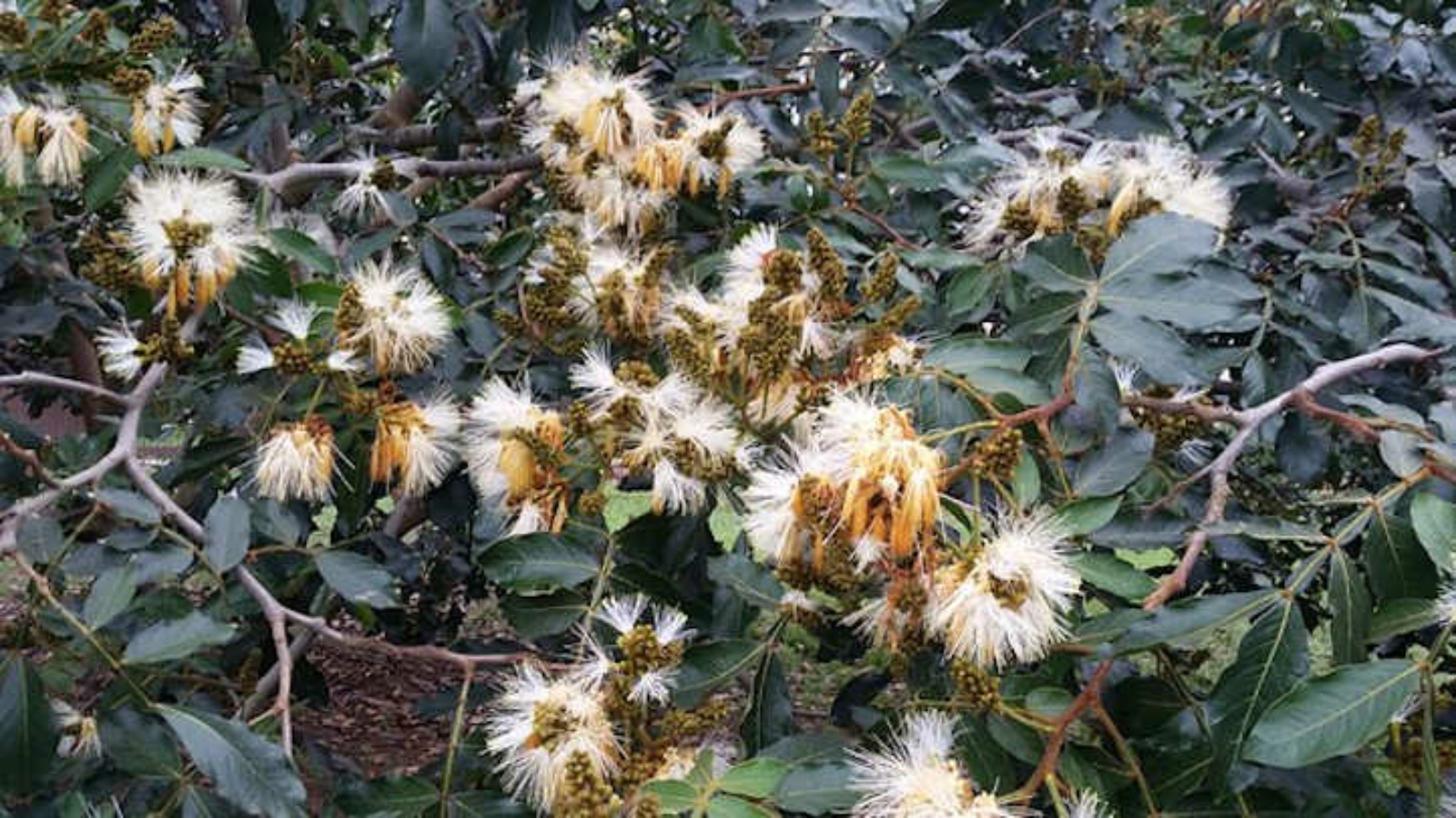 Ice Cream Bean Trees: Nature's Cotton Candy - Epic Gardening