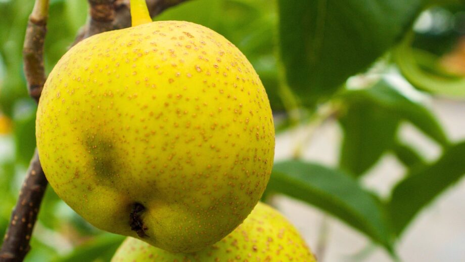How to Plant, Grow, and Care for Asian Pear Trees