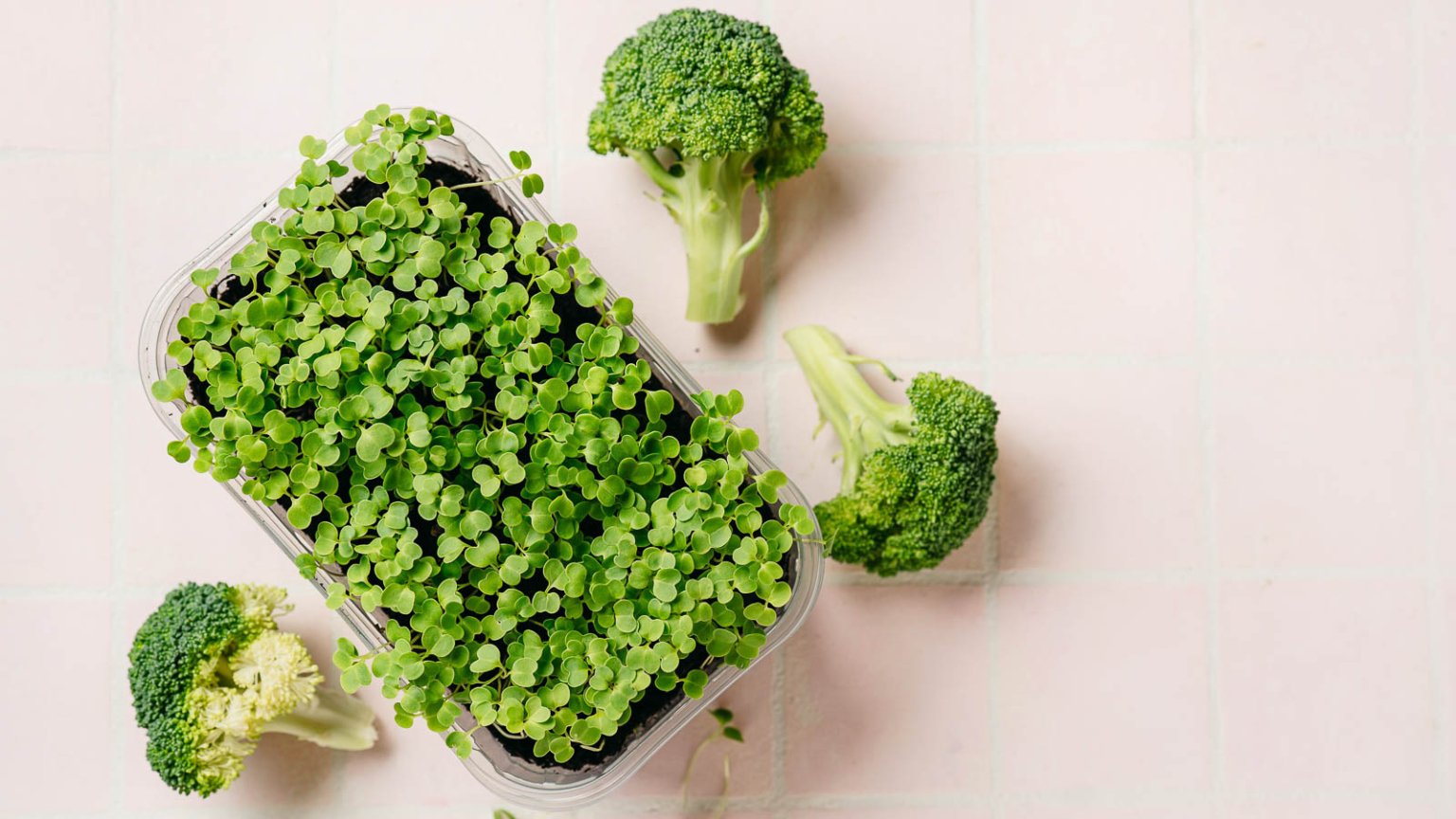 How to Grow Broccoli Microgreens in 5 Easy Steps