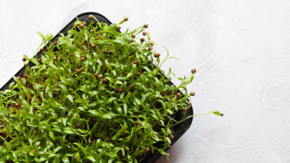 How to Grow Cilantro Microgreens in 6 Easy Steps