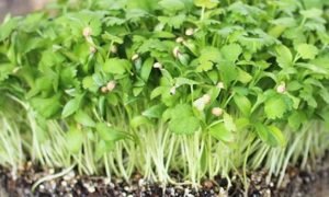 How to Grow Cilantro Microgreens Fast And Easy - Epic Gardening